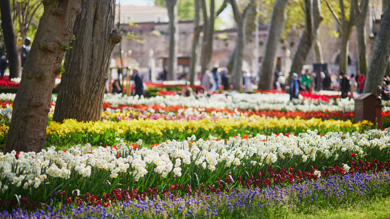 İstanbul Lale Festivali - Ne Zaman? - Nerede? - Gezgin Penguen